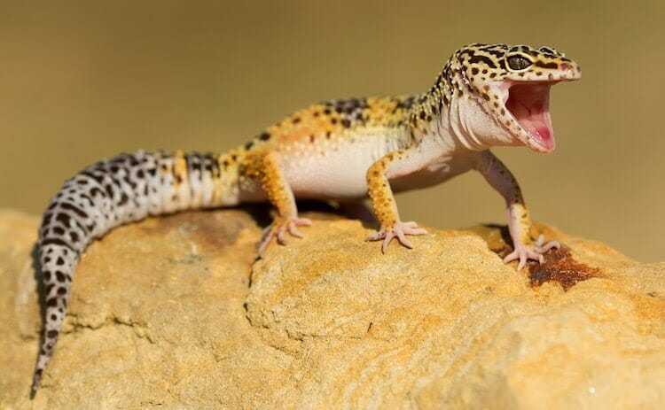 √ Leopard Gecko: Mengenal Lebih Dekat Bagaimana Cara Memelihara Hewan ...