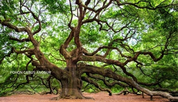 √ Sebutkan Tumbuhan Yang Terancam Punah? Dan 15 Spesies Paling Langka ...